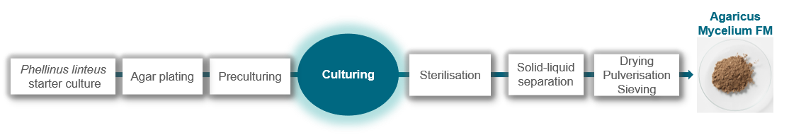 Meshimakobu Mycelium | Yaegaki Biotechnology, Inc.