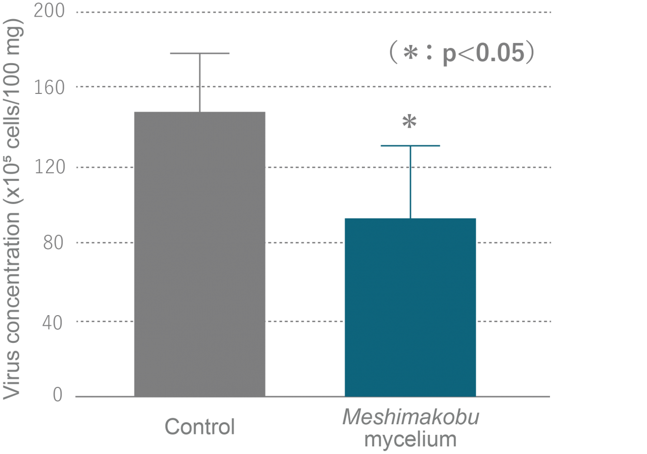 Meshimakobu Mycelium | Yaegaki Biotechnology, Inc.
